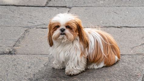 Perros De Pelo Liso O Lacio Razas Con Este Tipo De Pelaje