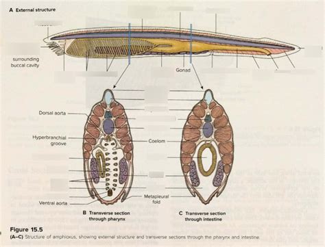 Amphioxus Anatomy Diagram Quizlet