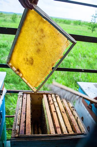 비 하이브의 프레임입니다 양 봉가 꿀 수확 비 흡연 자는 프레임 전에 꿀벌을 진정 하는 데 사용 됩니다 양 봉 검사 비 하이브 기업 재무와 산업에 대한 스톡 사진 및 기타