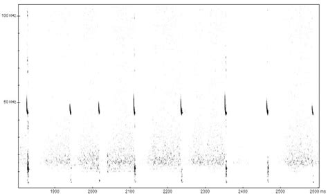 Spectrogram Of Echolocation Calls Of Hypsugo Ariel Thomas 1904 An