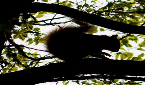 Squirrel Bot Flies Fact Versus Fiction Outdoorhub