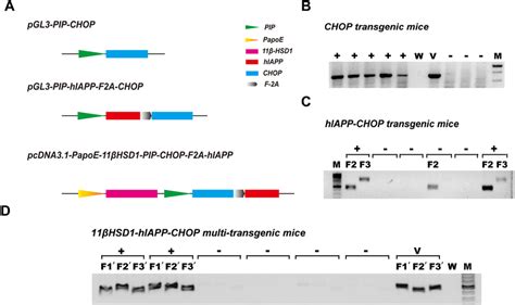 Genetic Engineering Diagram Wiring Diagram Genetic Engineering Diagram Wiring Diagram
