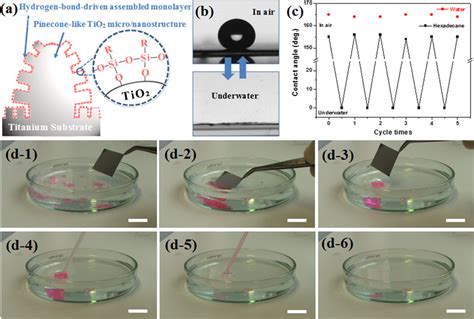 TiO2 Based Surfaces With Special Wettability From Nature To Biomimetic Application IntechOpen