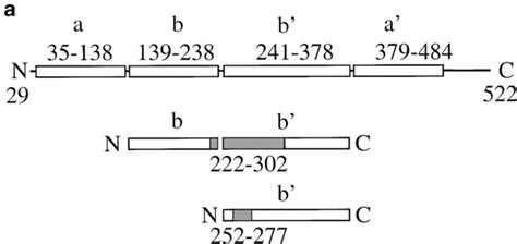 Predicted Structure Of Pdi Deletion Mutants A Domain Structure Of Download Scientific Diagram