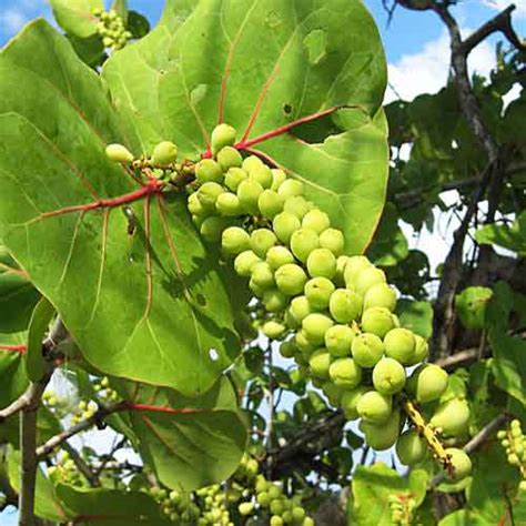 Sea Grape fruit| Nutrition facts-Sea Grape fruit | Health benefits