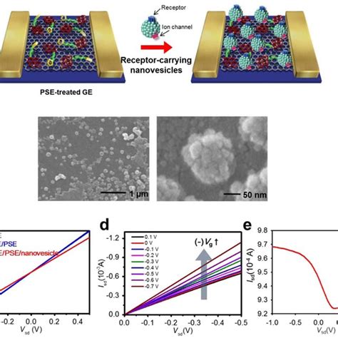 Fabrication And Characterization Of Hormone Sensors A Schematic Of Download Scientific