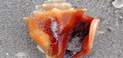 Fighting Conch Spiritual Meaning Symbolism And Totem 2026