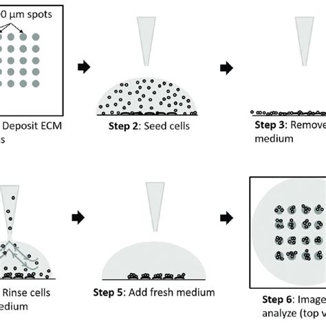 Cell Seeding On Patterned Substrates Workflow Procedural Steps For Download Scientific Diagram