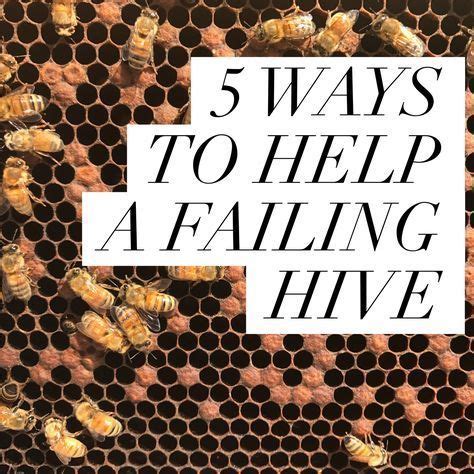 Ways To Help A Failing Hive Artofit
