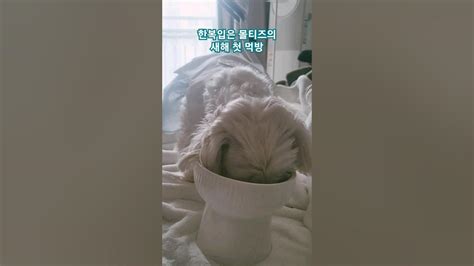 새해 복 많이 받으세용 ️ Youtube