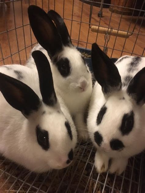 Wittmersplace What Better Way To Celebrate The Facebook