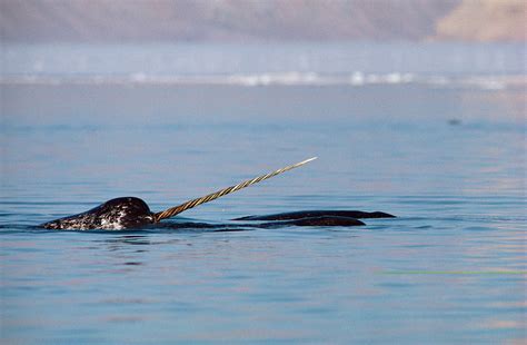Purpose Of Narwhal Tusk