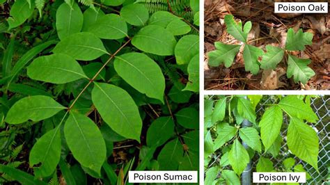 Southern Im Often Asked How To Tell Eastern Poison Ivy From Poison