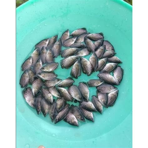 Jual Gurame Soang Paket 100 Ekor Uk Nguku Shopee Indonesia