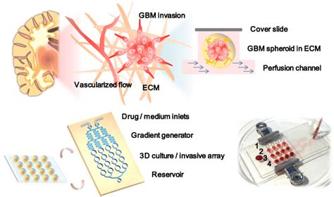 Schematic Diagram Of The Gbm Microenvironment And Invasive Behaviour Of