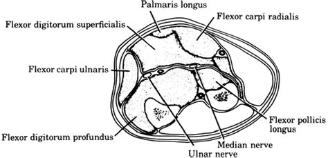 Fracture Proximal Phalanx TeachMe Orthopedics