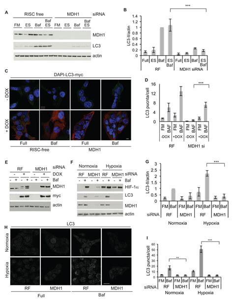 Mdh1 And Mpp7 Regulate Autophagy In Pancreatic Ductal Adenocarcinoma Pmc