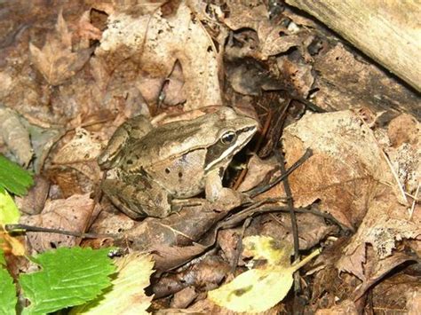Deciduous Forest Frogs