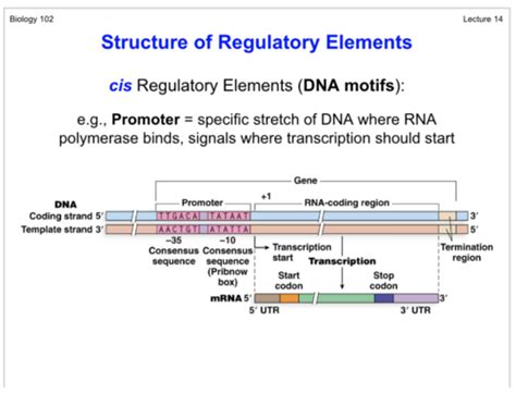 Principles Of Regulation Prokaryotic Regulation Flashcards Quizlet
