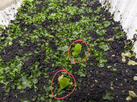 7 Month Update Microsorum Thailandicum Grown From Spores Theyre Growing R Ferns