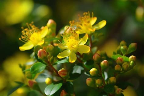 Hypericum Flower Meaning Symbolism And Spiritual Significance Foliage Friend Learn About