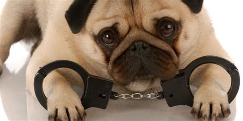 Bestiality Dog Anal Vsabp