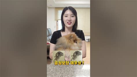 포메라니안 곰상 여우상 뭐가 맞을까 Youtube