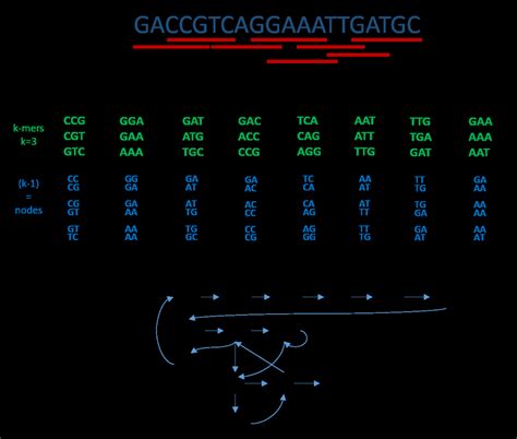 7 genome reconstruction from reads with a de bruijn graph the genome