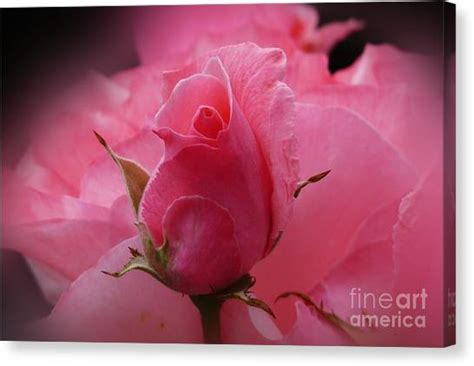 Pink Dream Photograph By Lutz Baar