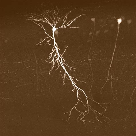 Inputs And Outputs How The Brain Allows Us To Interact With The World
