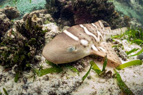 Spotting Leopard Sharks Once Again Australian Geographic