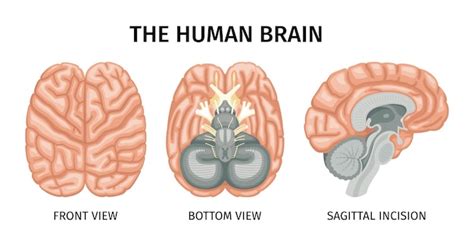 Head Brain Anatomy Images Free Download On Freepik