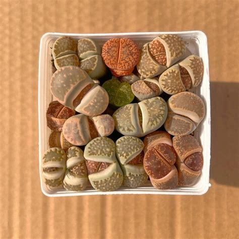 Lithops A Pot Of Lithops Etsy New Zealand