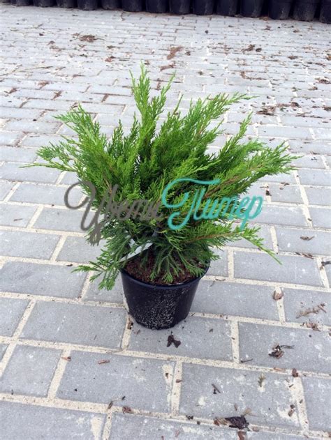 Можжевельник средний Минт Джулеп