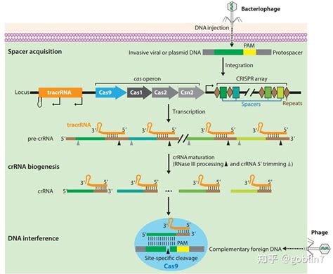 基因编辑的潘多拉——crispr Cas9技术 知乎