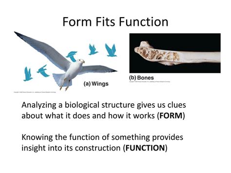 Ppt Exploring Life Powerpoint Presentation Free Download Id2069253
