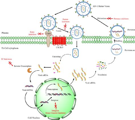 Figure 2 From Hiv 1 Reverse Transcriptase Integrase Dual Inhibitors A