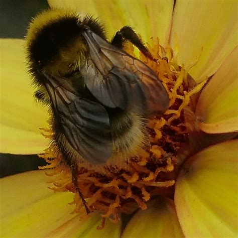 Happy Wee Bee R Natureisfuckinglit