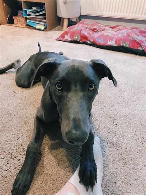 Lori Ann Loriann Twitter