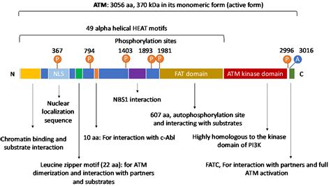 Atm Main Features Signaling Pathways And Its Diverse Roles In Dna
