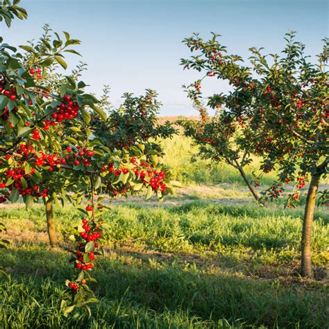 Sheffas Dynamic Protocol Smart Fertilization Guide