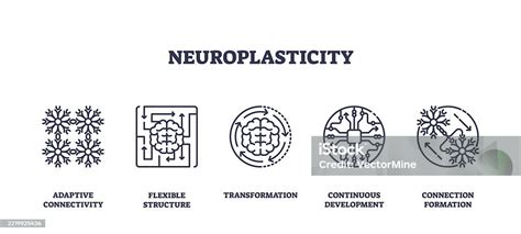 Neuroplasticity Is Shown With Brain Neural Networks And Circuit Icons