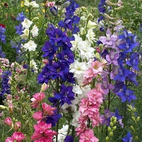 Assorted Larkspur Larkspur Flower Flower Seeds Delphinium