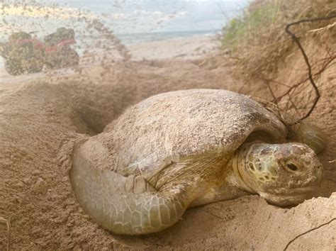 Mother Sea Turtles Eggs