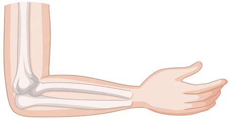 Ilustración De La Anatomía Del Hueso Del Codo Humano Vector Gratis
