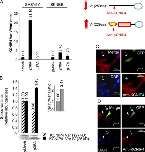 Ncrna Induced Alternative Splicing Analysis A Real Time Rt Pcr