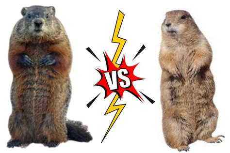 Gopher Vs Groundhog 15 Differences