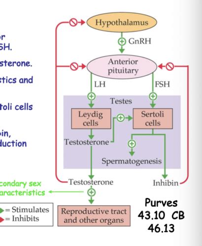 Gametogenesis And Fertilization Lecture Quizlet Flashcards Quizlet