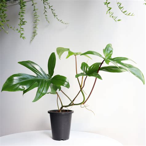플랜트 샵 필로덴드론 플로리다 뷰티 그린 중품 플랜테리어 공기정화식물 804 위시버킷
