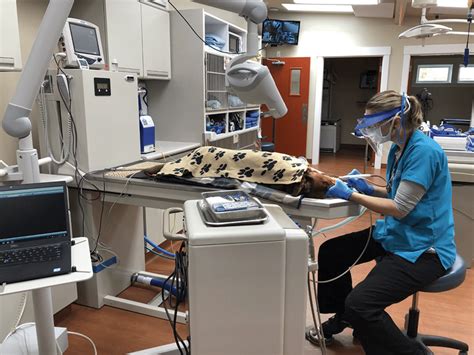 Veterinary Dental Equipment Uses And Maintenance